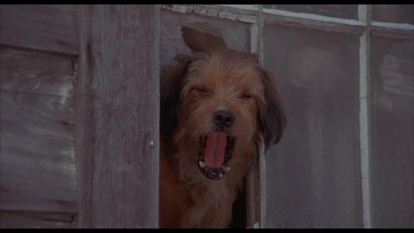 ‘Benji’ (1974): Scrappy indie holds up just fine today – Movies & Drinks