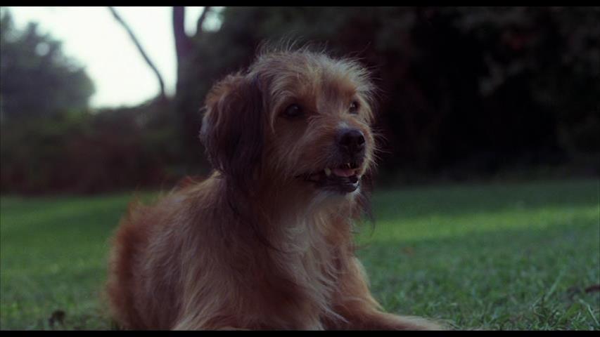 ‘Benji’ (1974): Scrappy indie holds up just fine today – Movies & Drinks