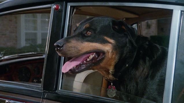 ‘Play Dead’ (1982): Cute dog & rich old dame + black magic = death ...