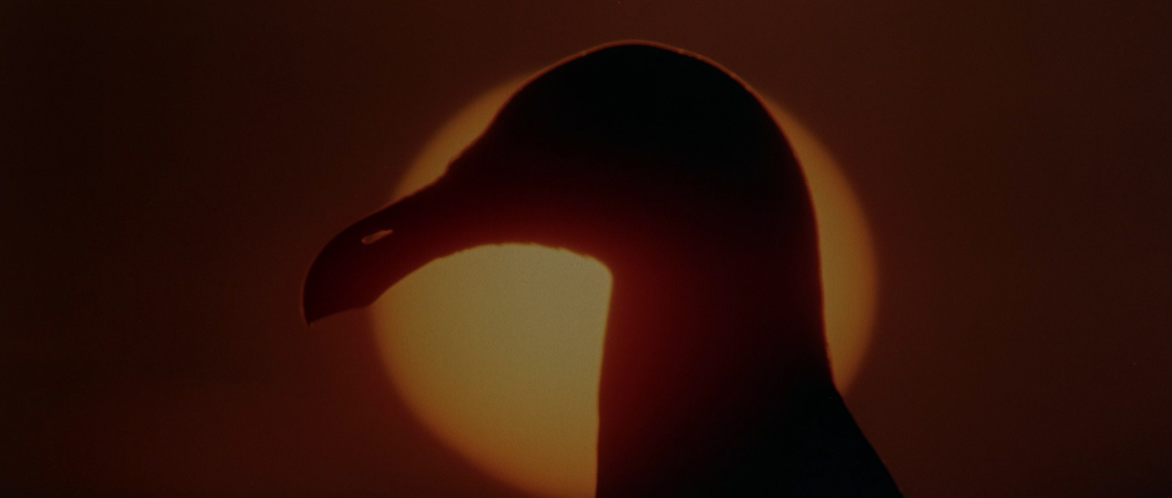 ‘Jonathan Livingston Seagull’ (1973): Spectacular-looking movie, but is ...